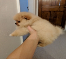 cuccioli di pomerania pura razza pronti